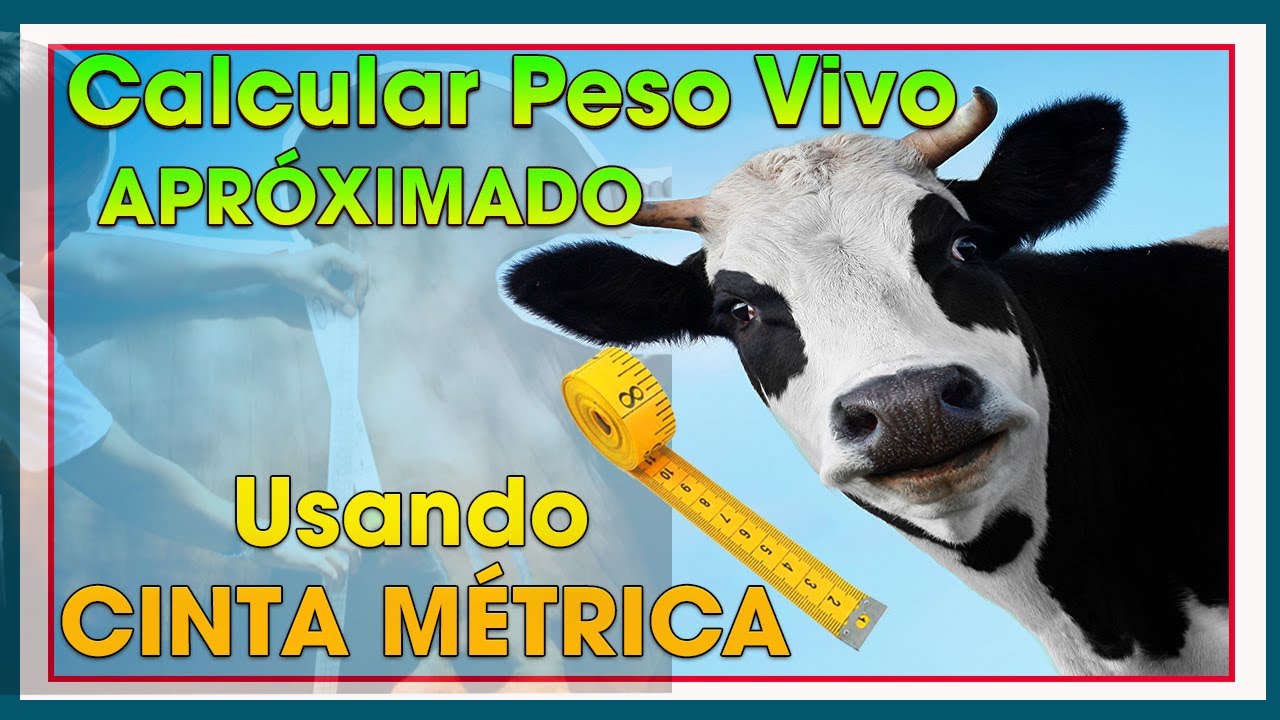 Cuantos kg pesa una vaca adulta | Peso actual 2025
