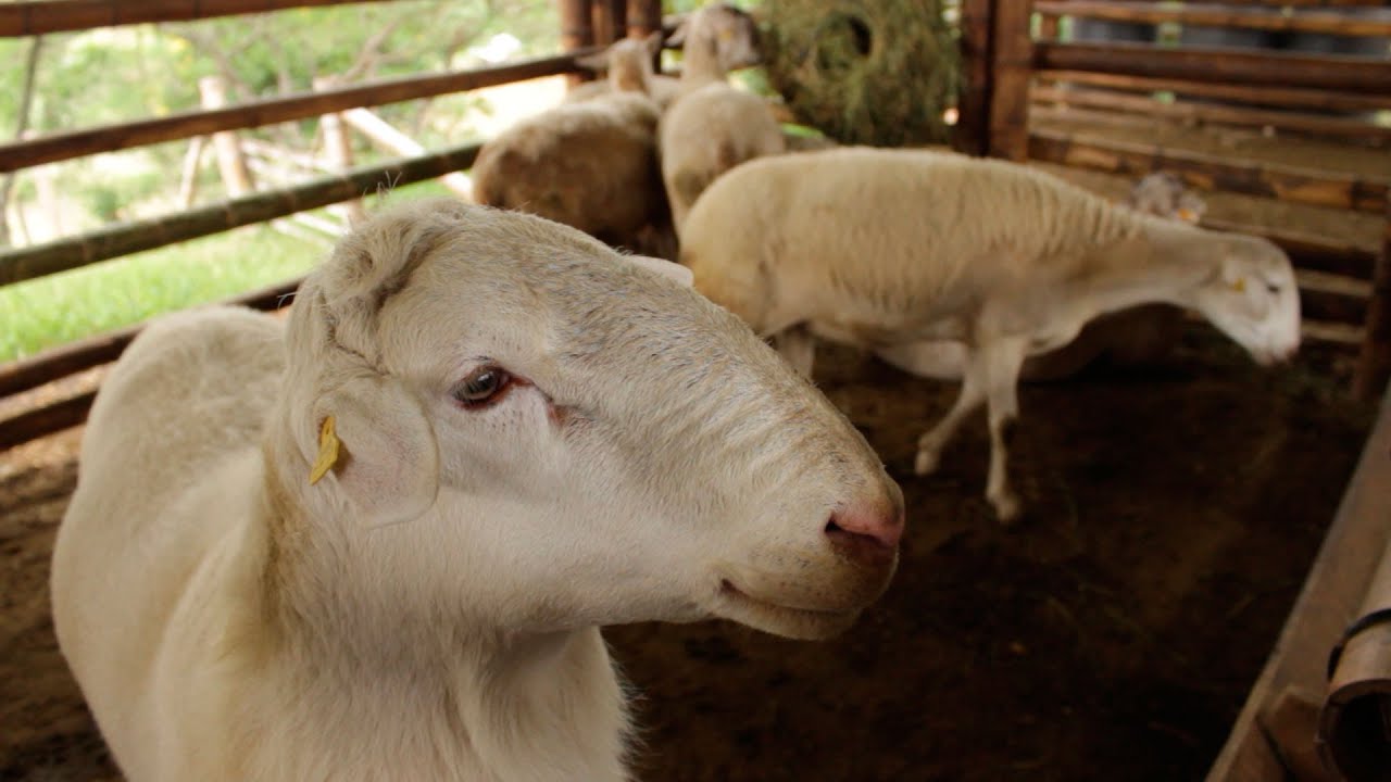 Cuanto pesa una oveja | Peso actual 2025