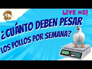 Cuanto pesa un pollo entero | Peso actual 2025