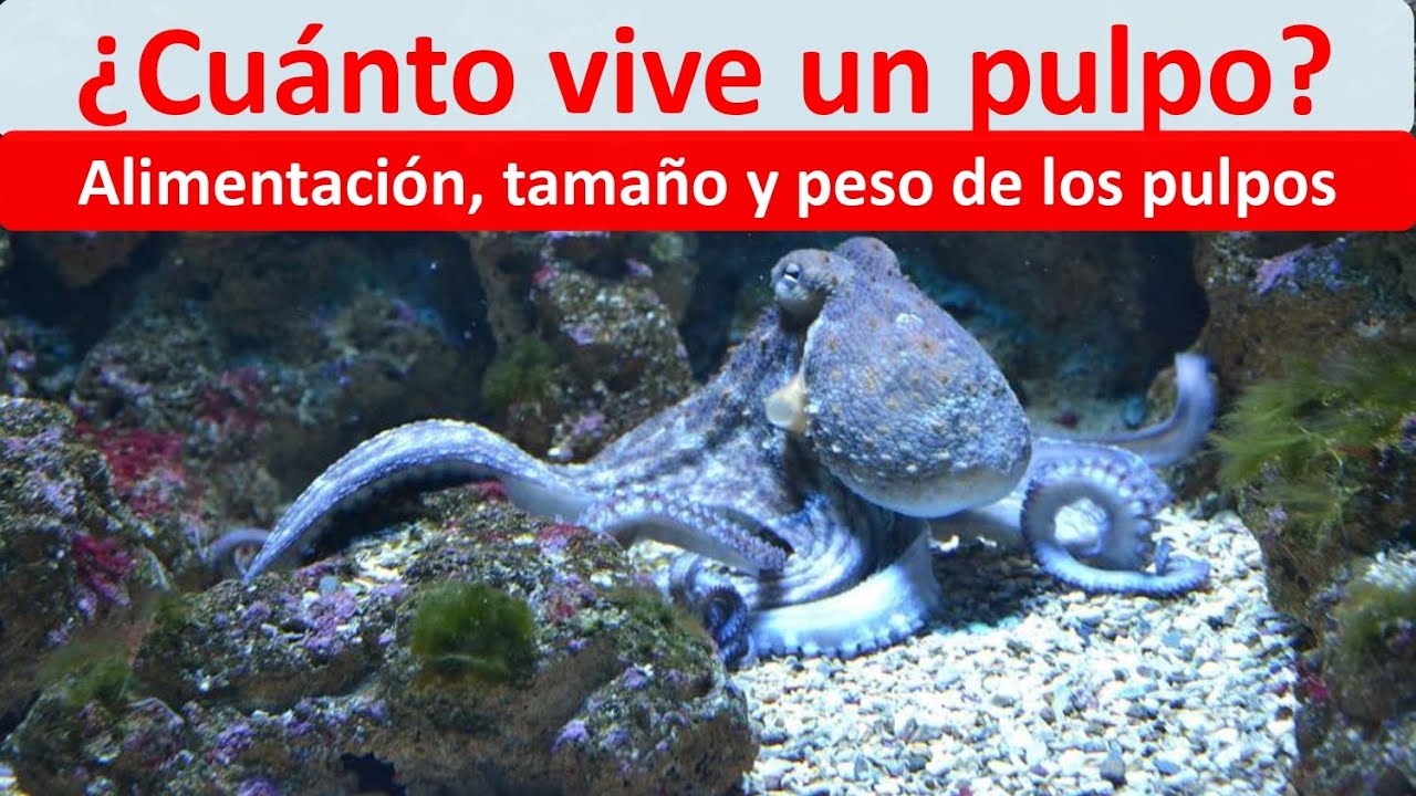 Cuanto pesa un pulpo | Peso actual 2026